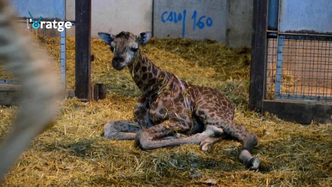 Nace una nueva jirafa Baringo en Bioparc, una especie amenzada