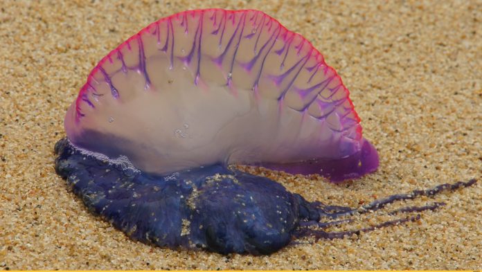 Així és la medusa Irukandji, la més perillosa del planeta, mortal e ...