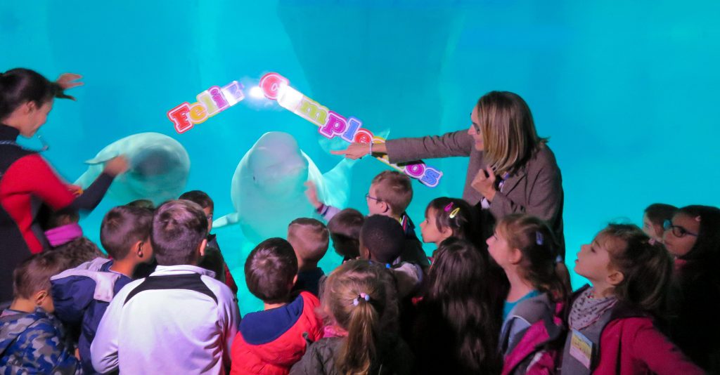 El bebé beluga Kylu celebra su primer cumpleaños en el Oceanogràfic