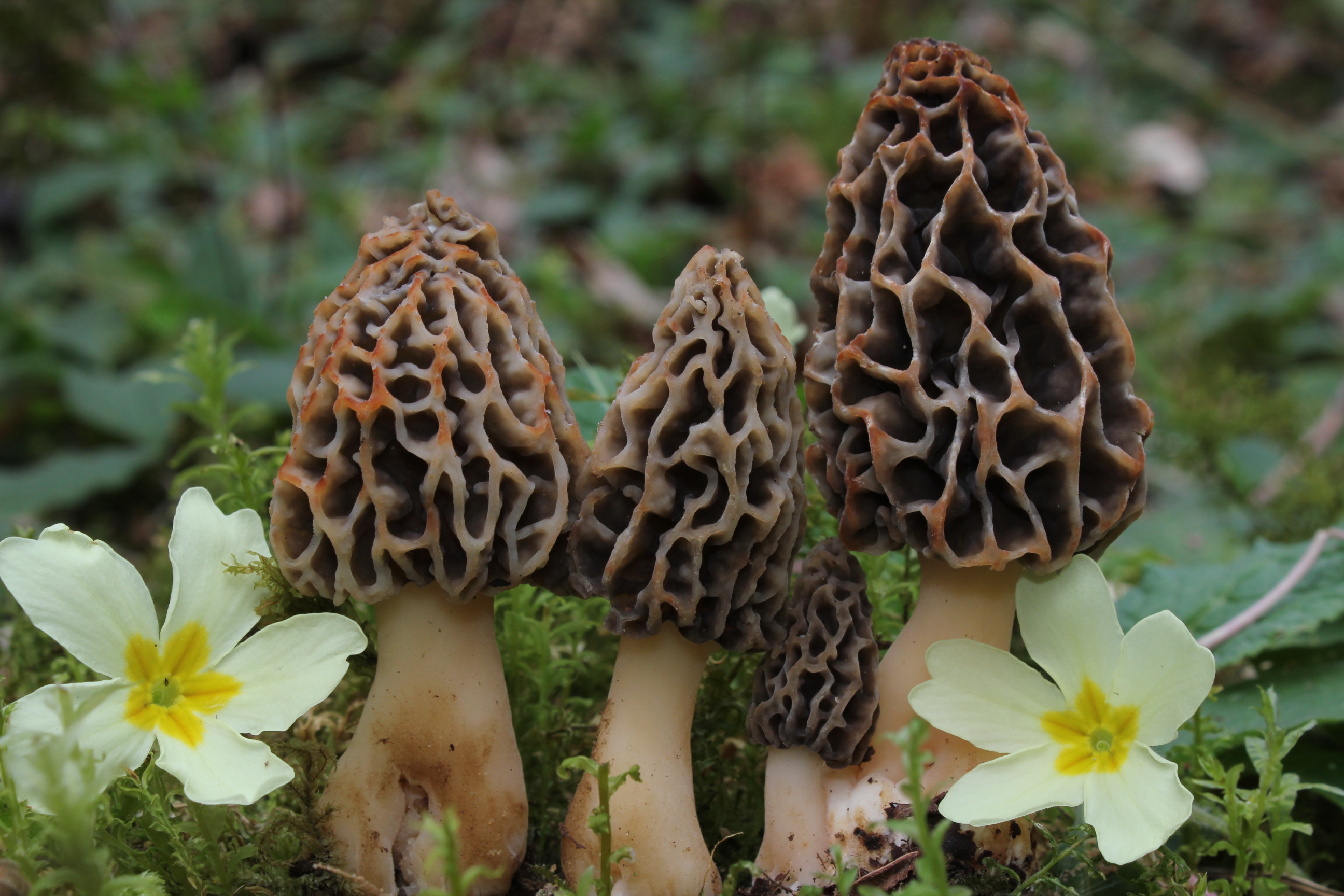 El hongo colmenilla: un manjar mortal en tela de juicio