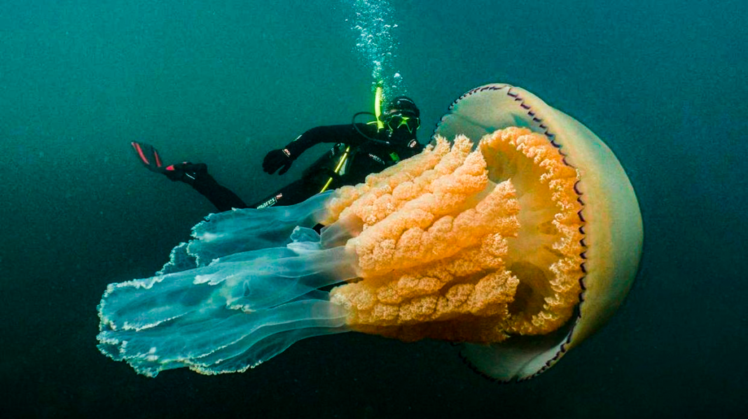 Avistan la medusa más grande del mundo del tamaño de una persona