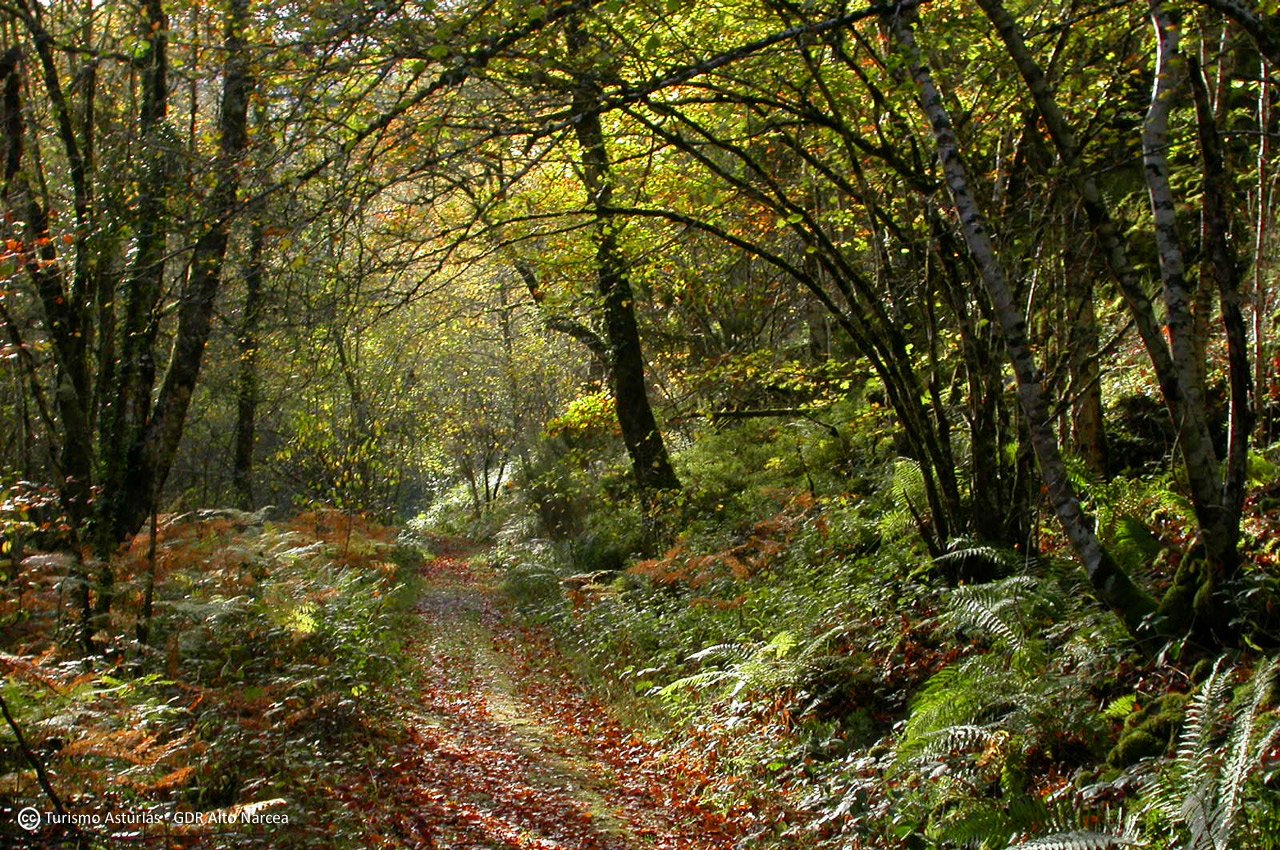Los bosques más espectaculares para visitar en España