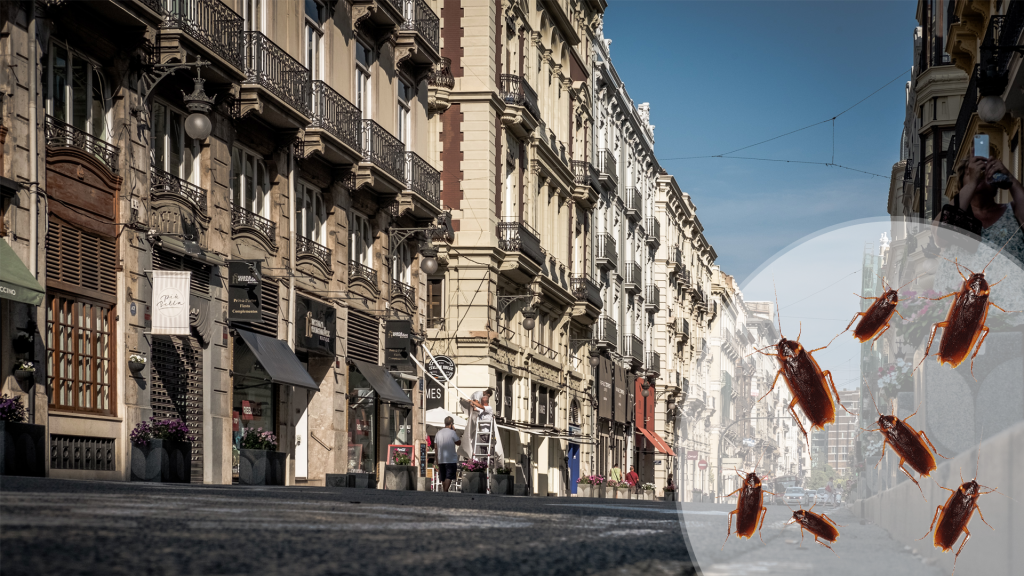 Una plaga de cucarachas coloniza tres barrios de Valencia